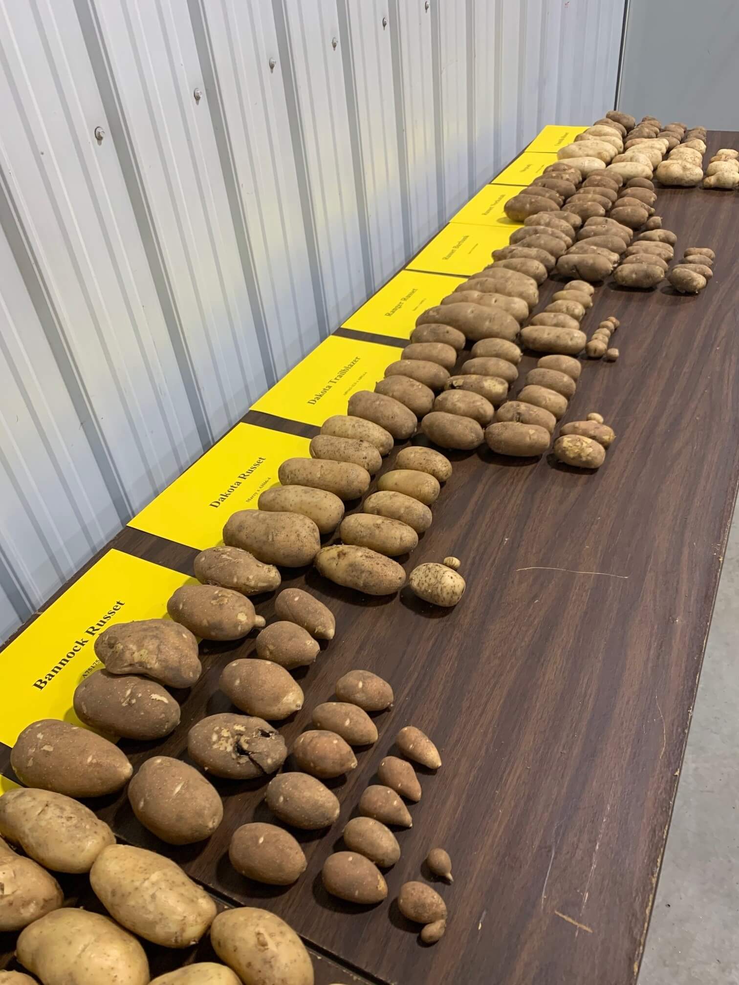 Northern Plains Potato Growers Resume In-Person Field Day | Red River ...