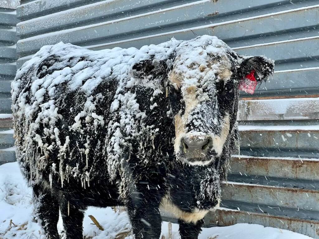 #8: A ‘Calf-Killing’ Spring Blizzard | Red River Farm Network