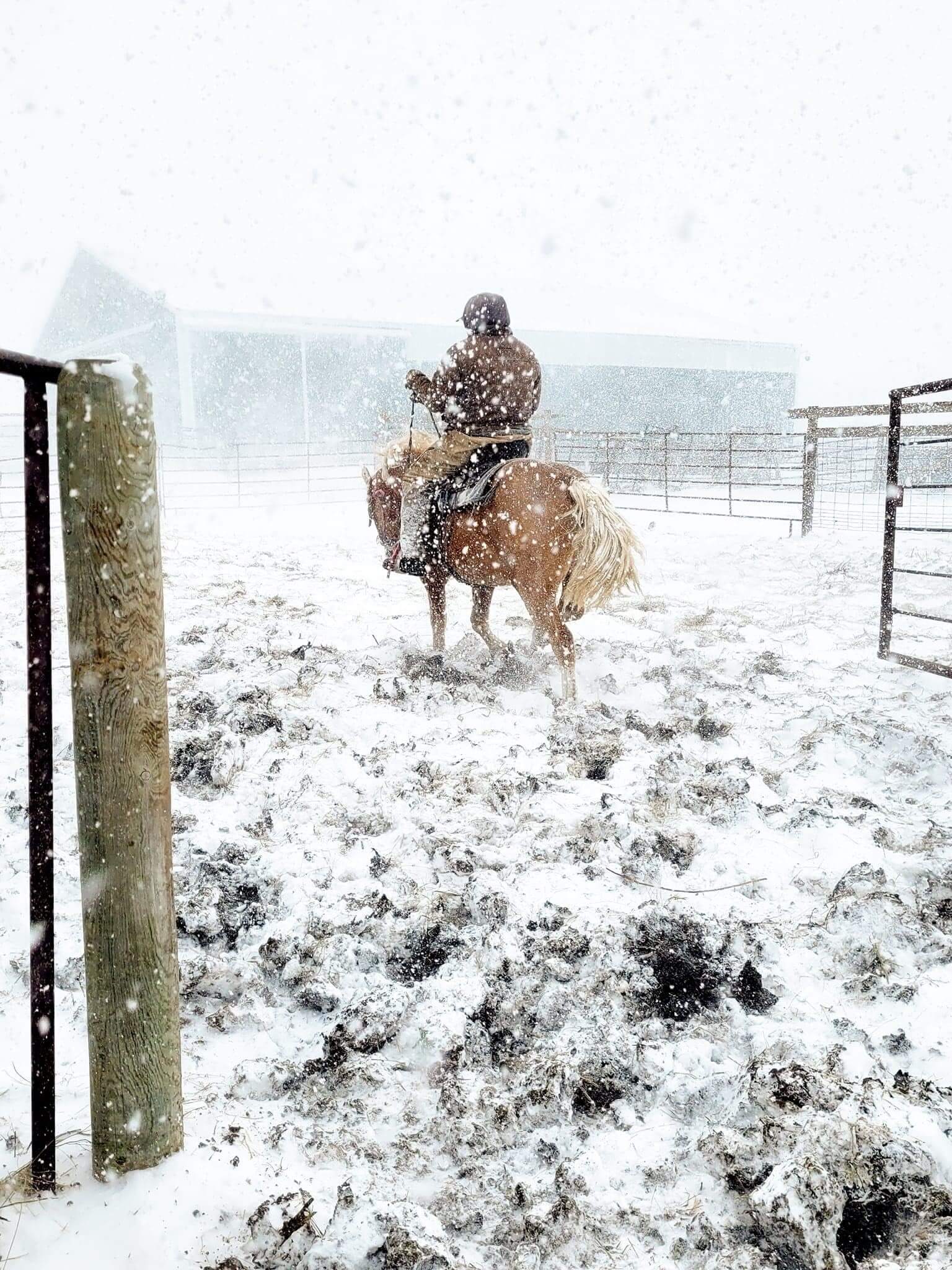ND Cattle Lost in April Blizzard | Red River Farm Network