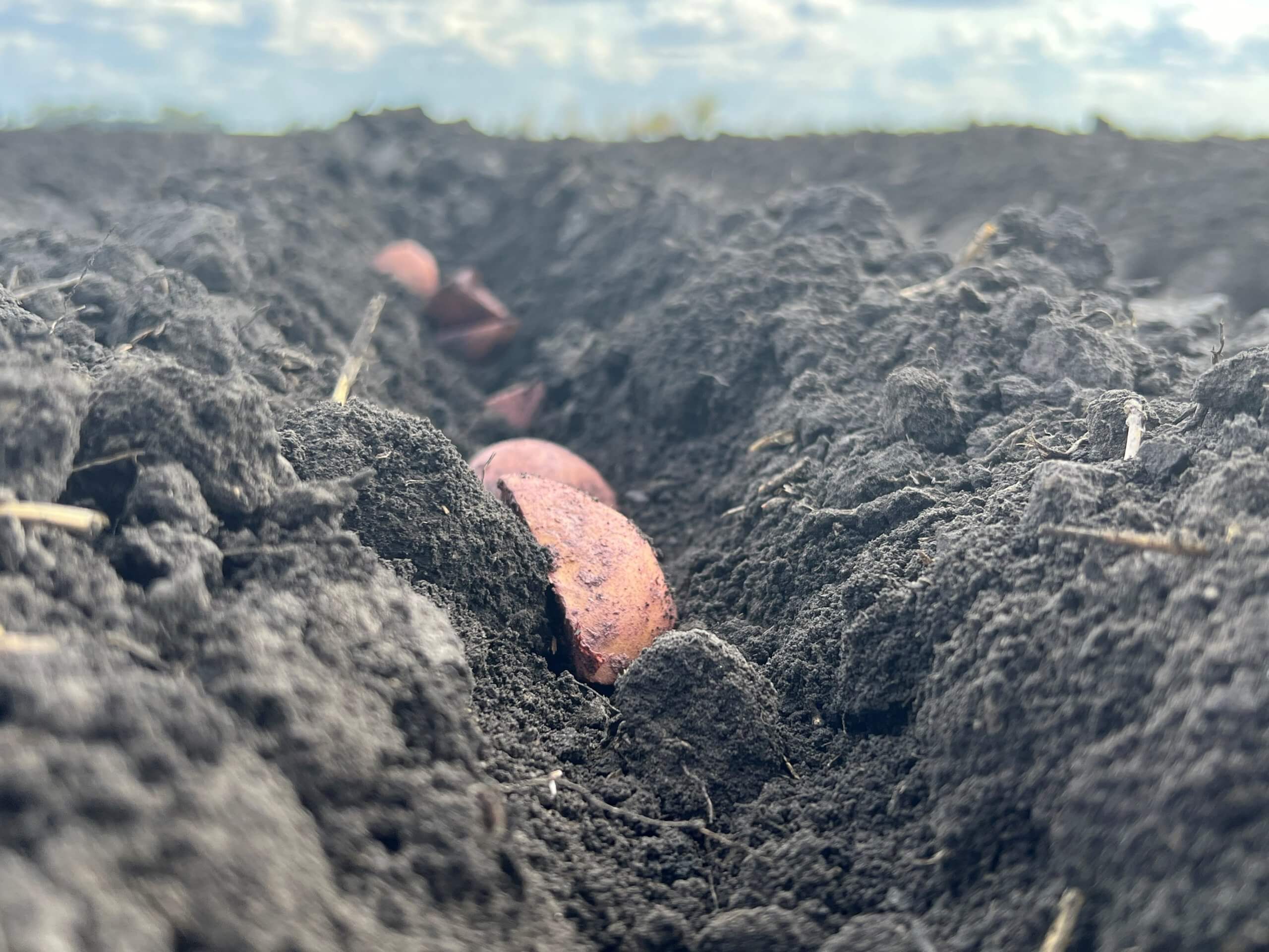 Canada’s Potato Wart Poses Threat | Red River Farm Network