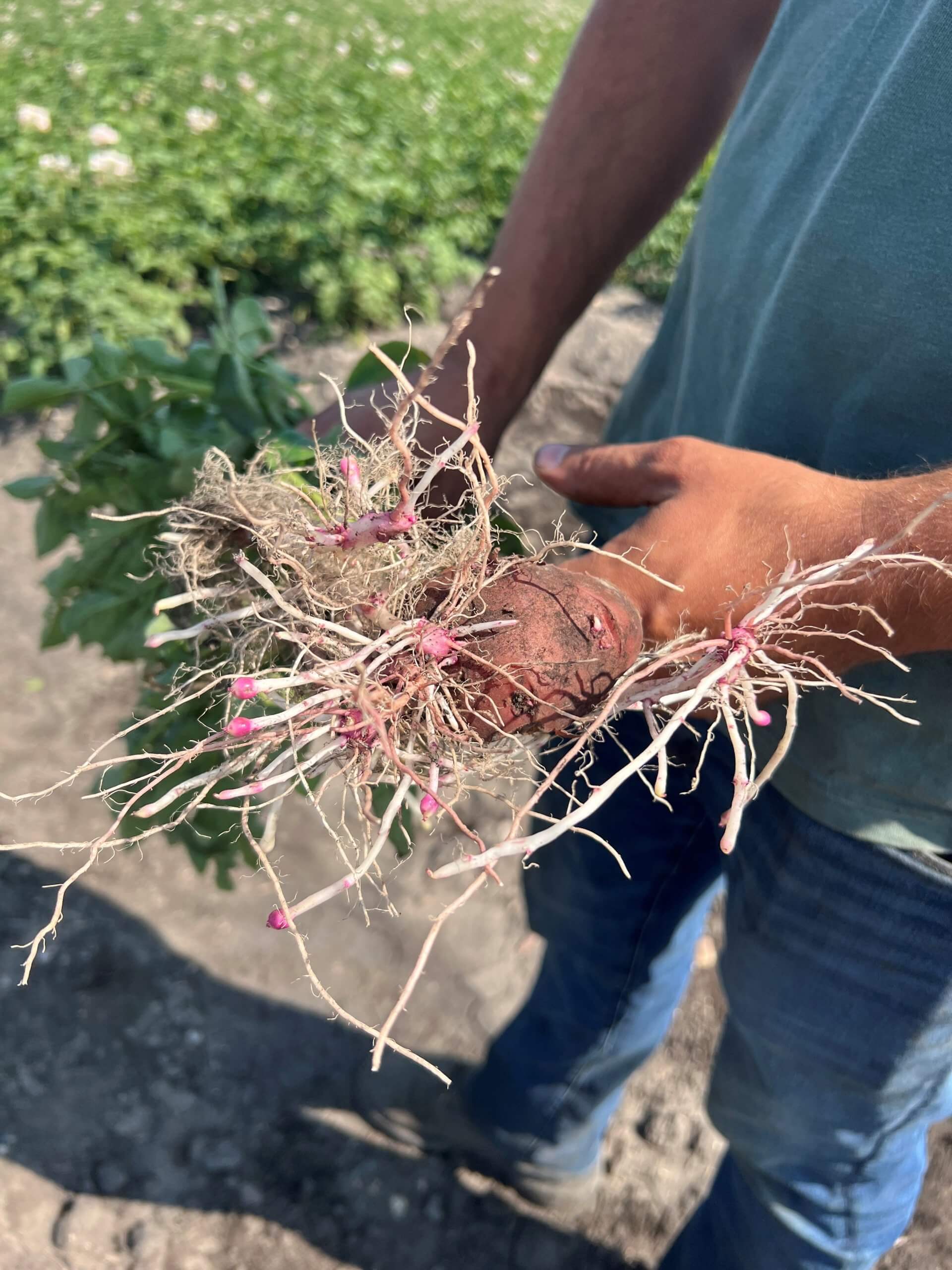 Fresh Potatoes are Blooming in Northern Red River Valley | Red River ...
