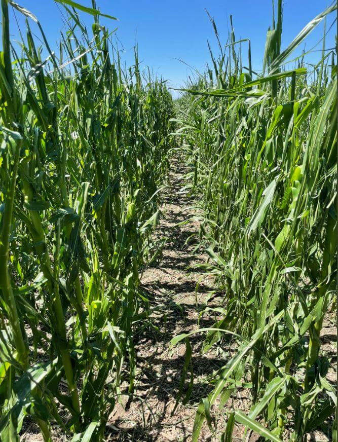 Hail Shreds Corn and Soybeans in McIntosh County, ND | Red River Farm ...