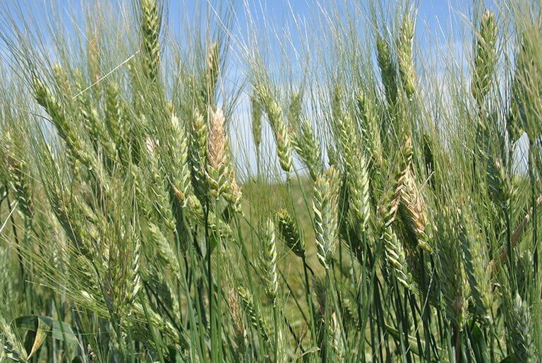 Weather Holds the Keys for Durum Crop | Red River Farm Network