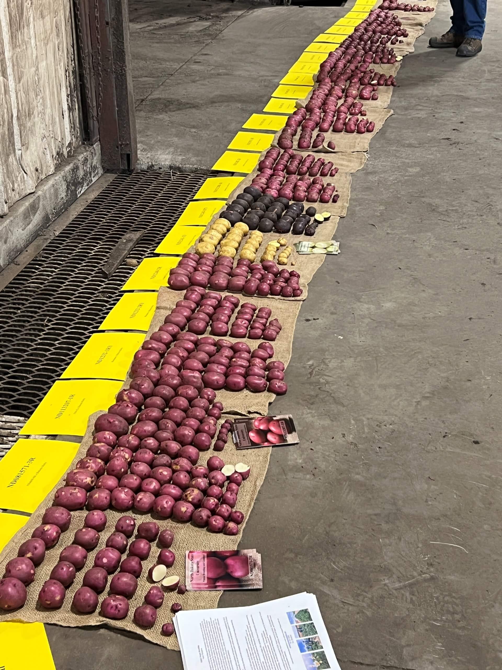 Potatoes Research Emphasized | Red River Farm Network