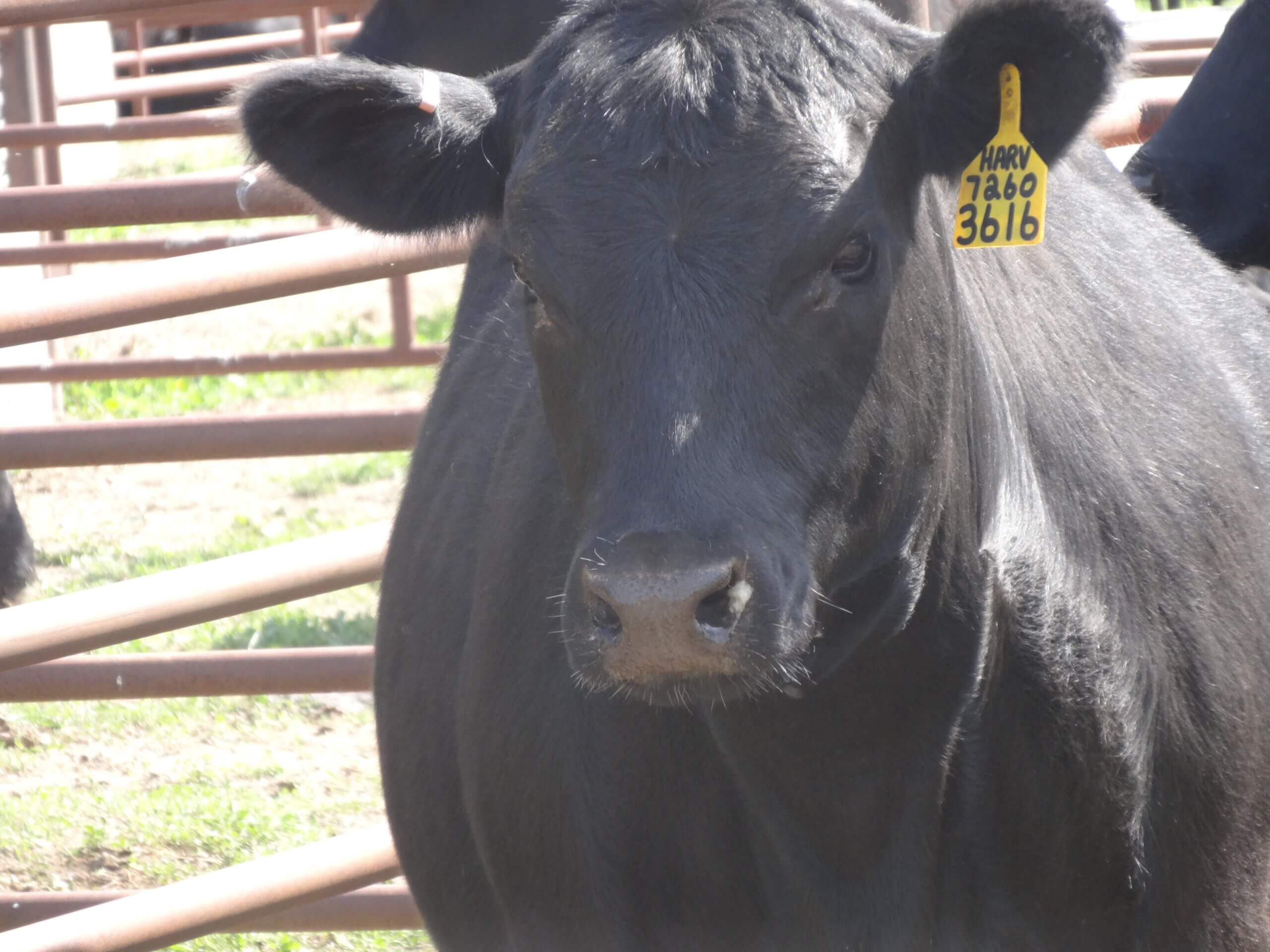 Cattle Herd Continues to Shrink | Red River Farm Network