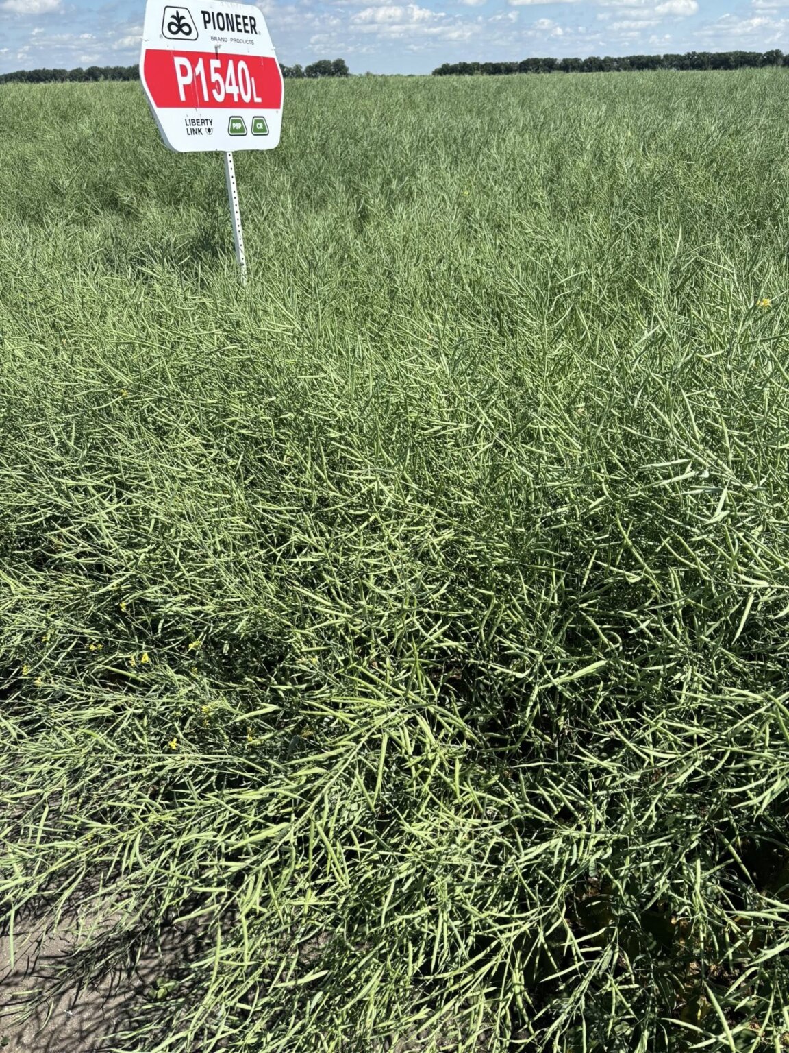Pioneer Field Tour Showcases Next-Gen Canola Hybrids | Red River Farm ...